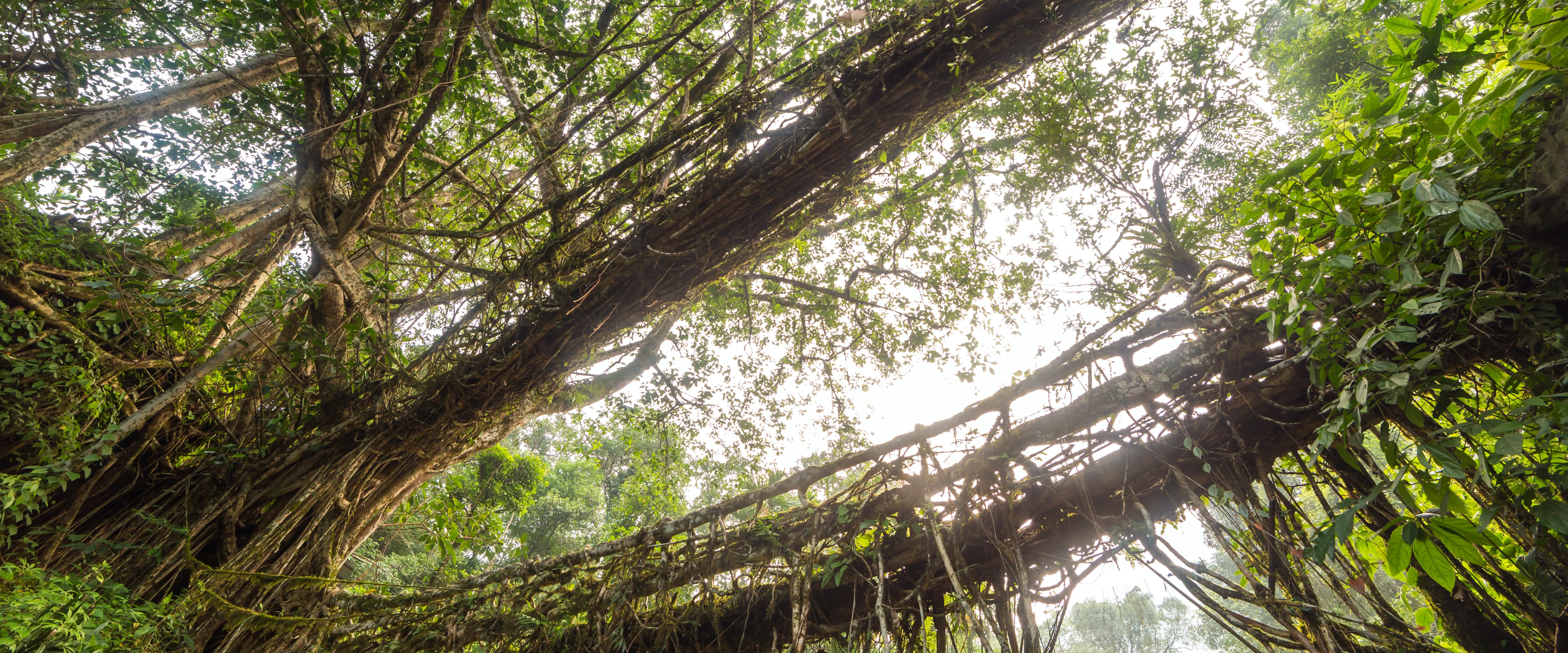 Hike To See the Living Root Bridges of Northeast India
